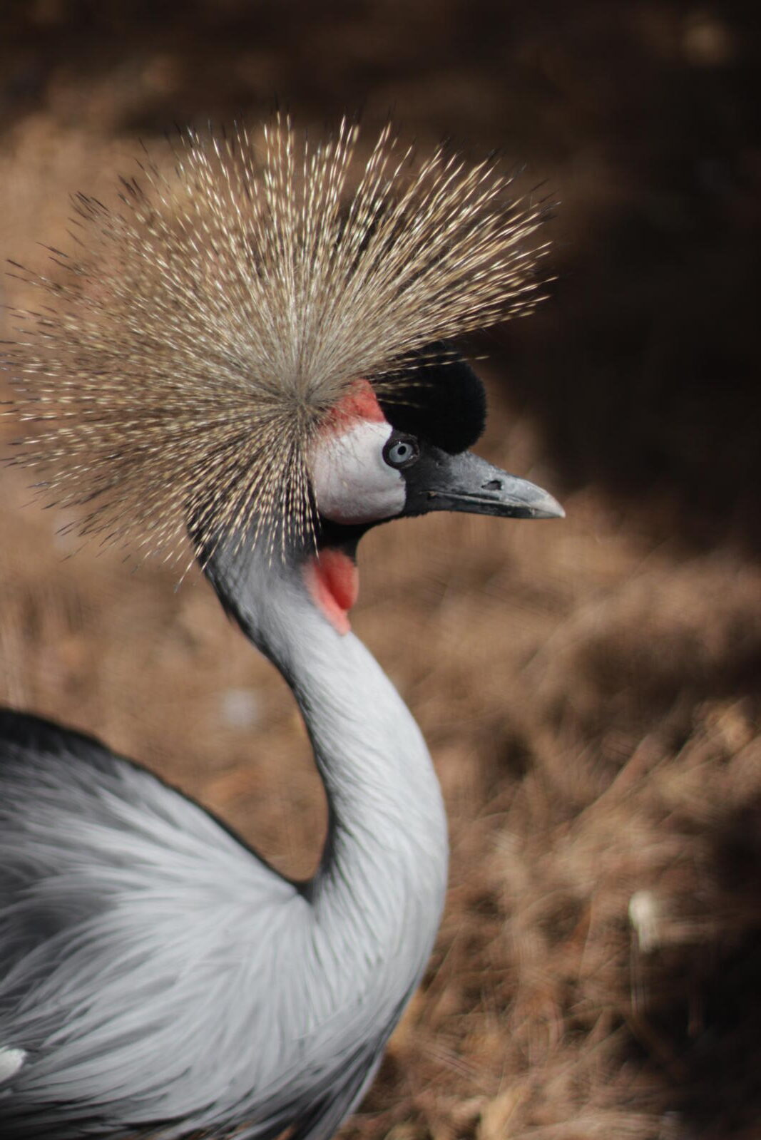 East African Crowned Crane Birds Paignton Zoo