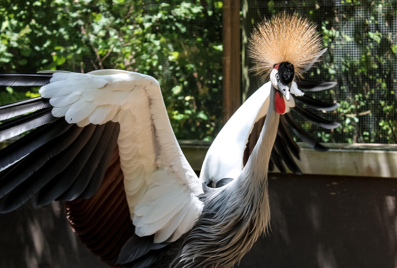 Birds of Africa | Chattanooga Zoo
