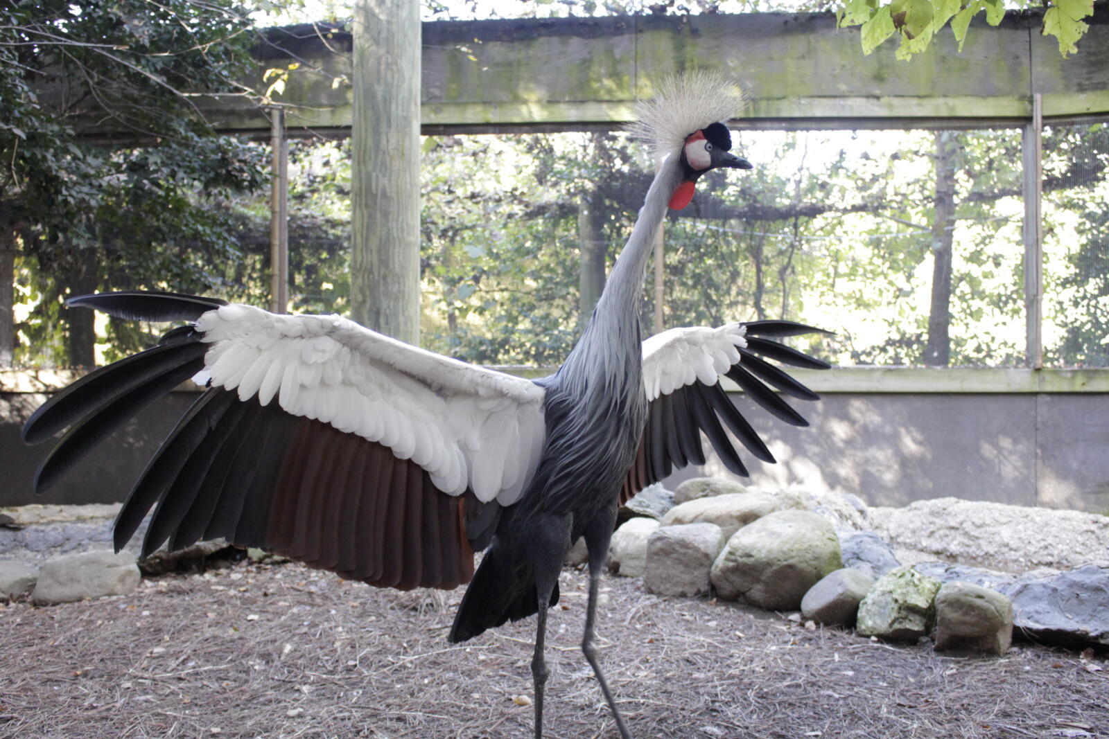 East African Crowned Crane Birds Paignton Zoo Paignton Zoo