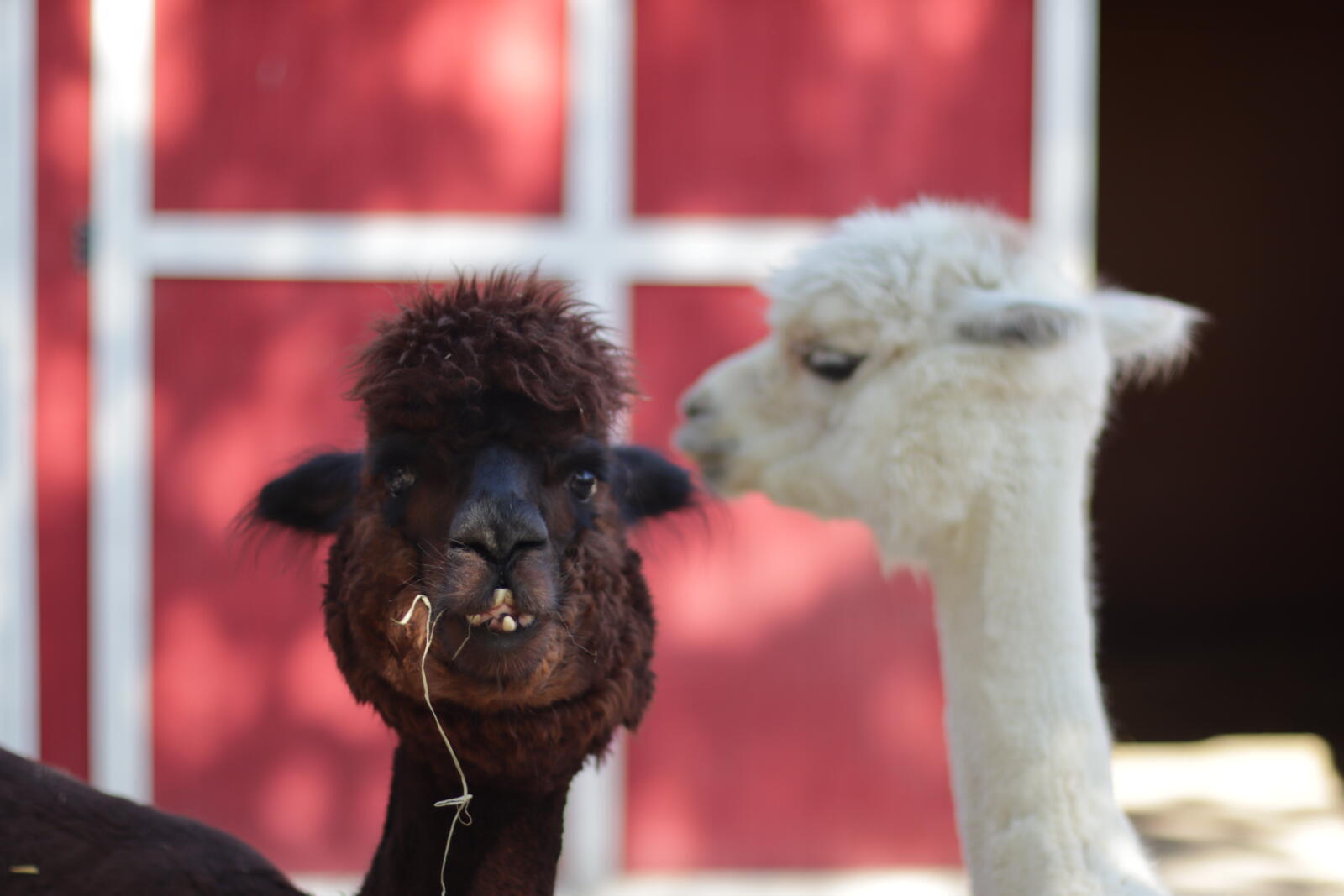 Alpaca | Chattanooga Zoo