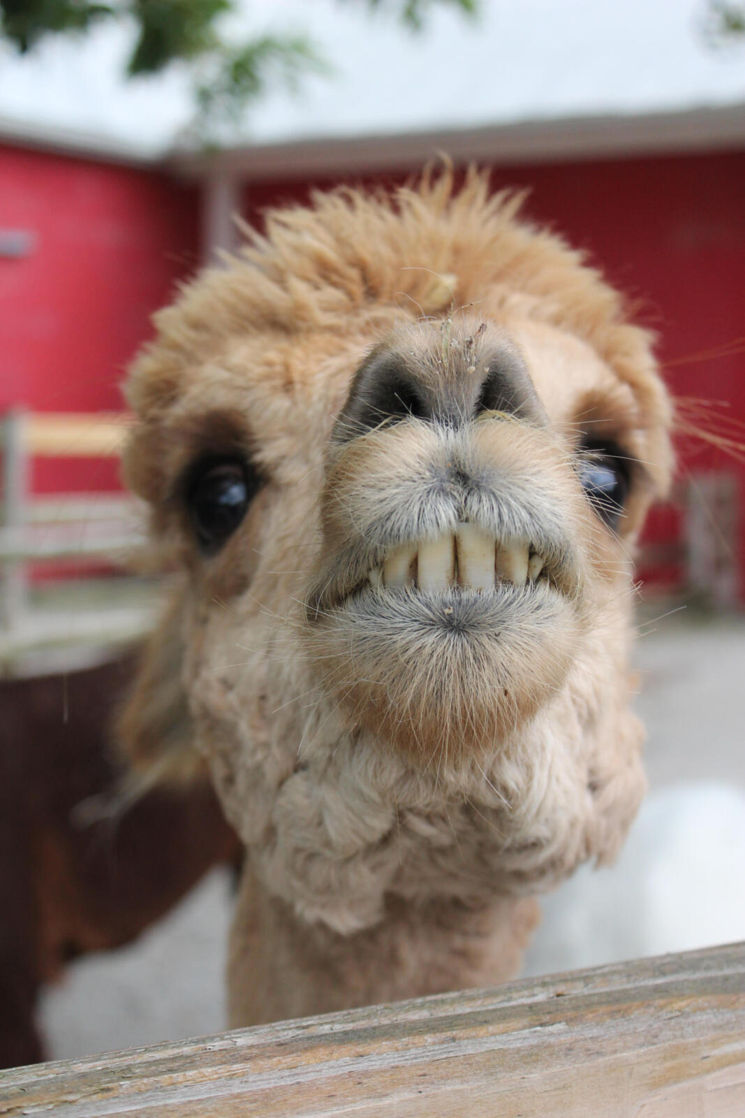 Alpaca | Chattanooga Zoo