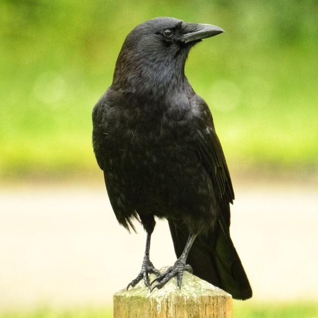 American Crow | Chattanooga Zoo