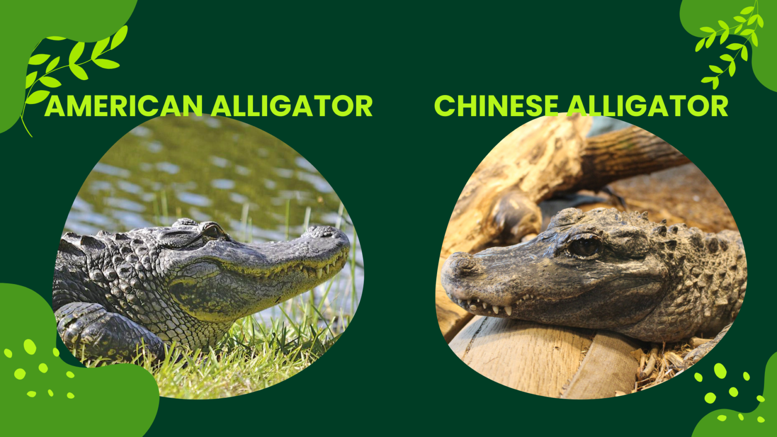 Chinese Alligator | Chattanooga Zoo