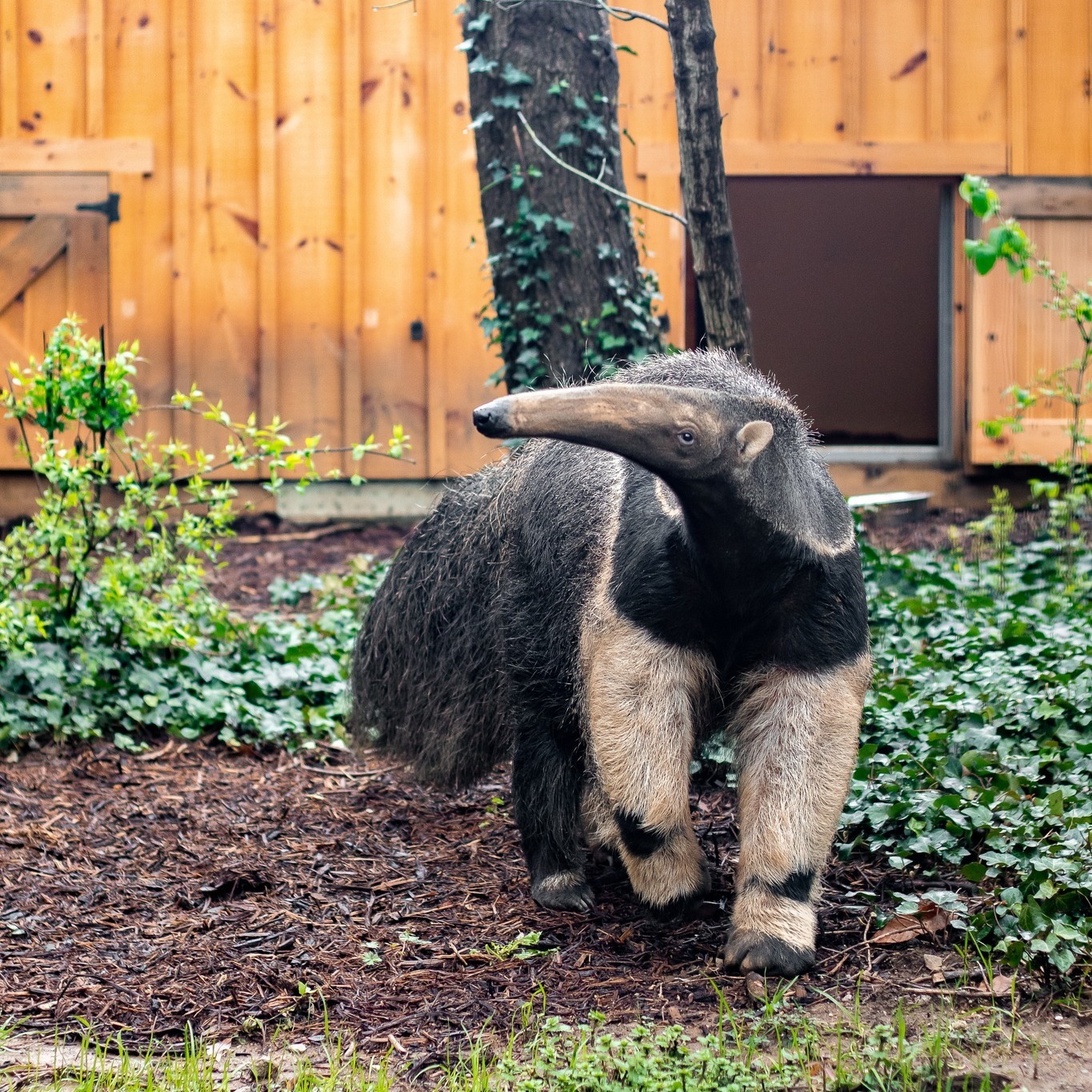 Giant Anteater | Chattanooga Zoo