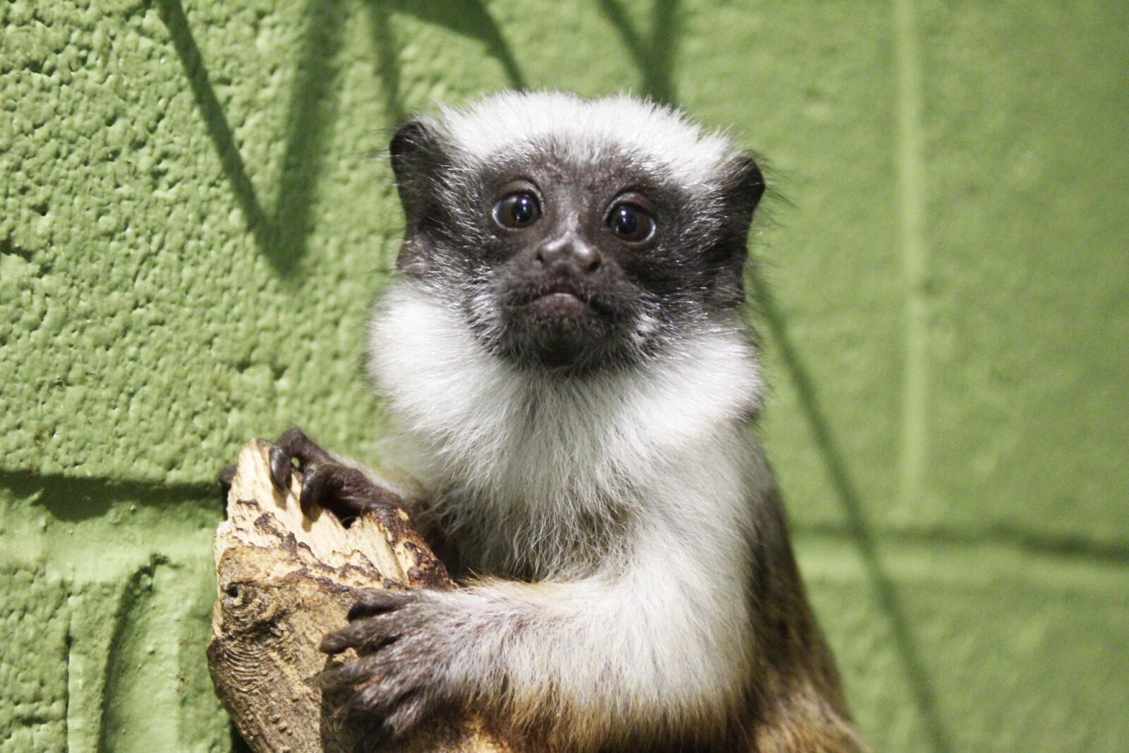 Blog | Chattanooga Zoo