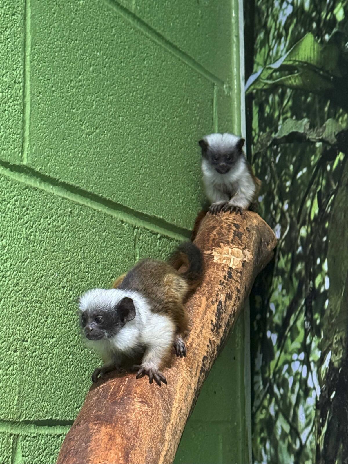 Blog | Chattanooga Zoo