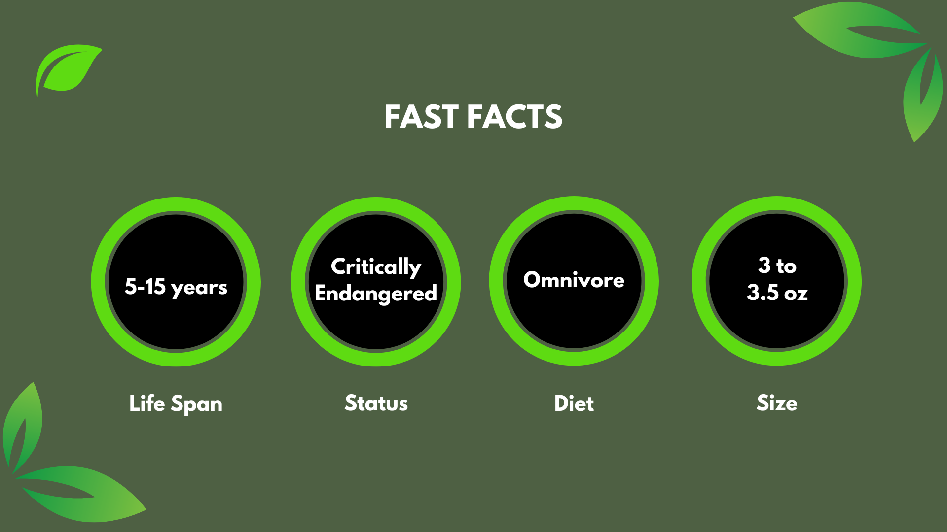 Bali Mynah | Chattanooga Zoo