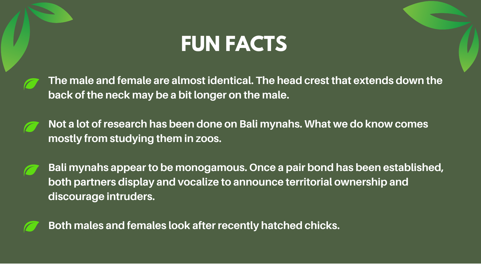 Bali Mynah | Chattanooga Zoo