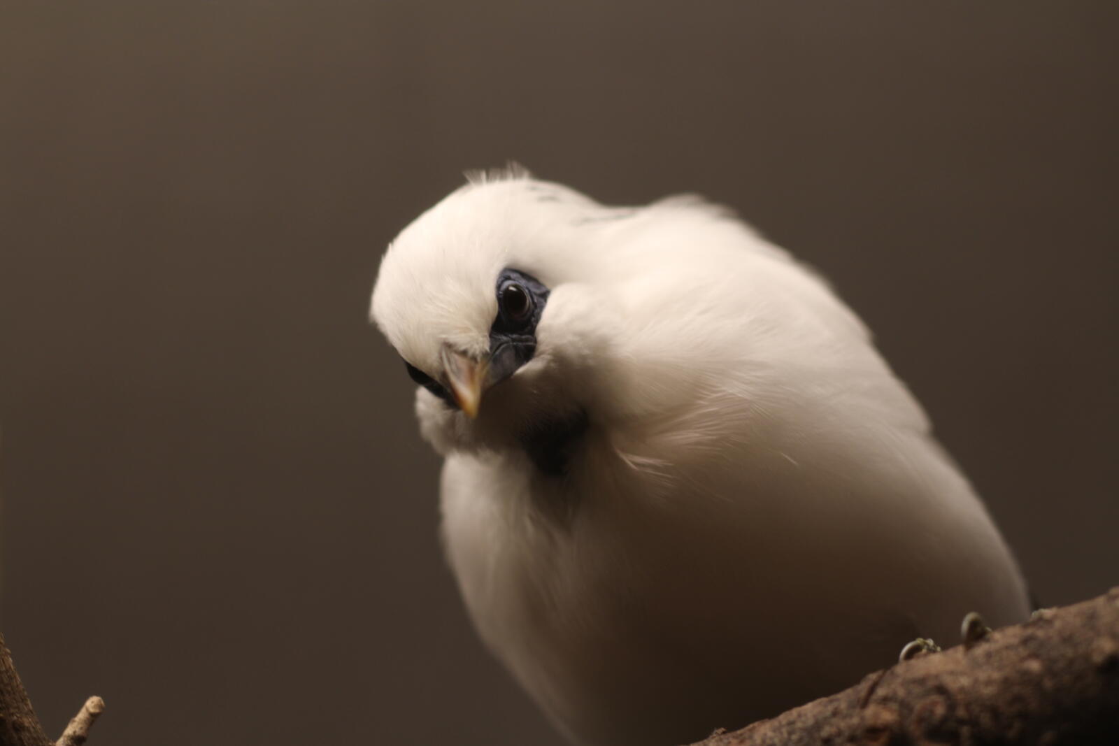 Bali Mynah | Chattanooga Zoo