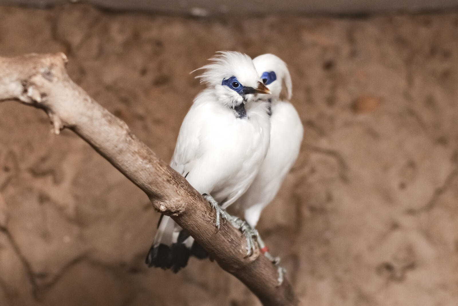 Bali Mynah | Chattanooga Zoo