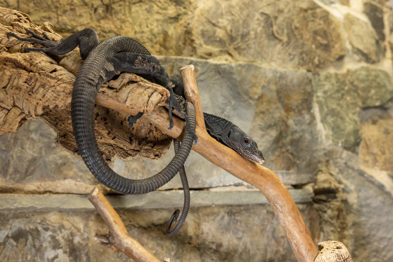 More Asian Animals | Chattanooga Zoo