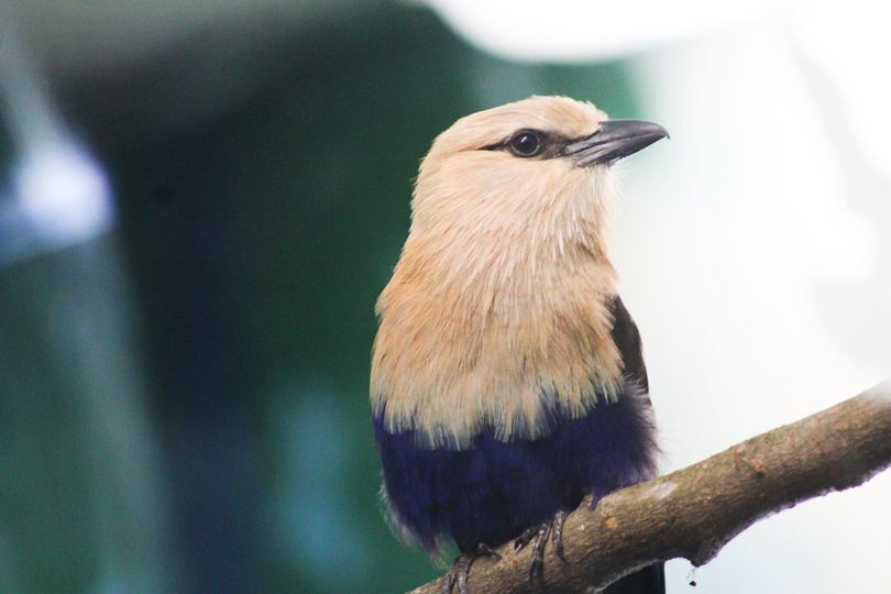 Birds of Africa | Chattanooga Zoo