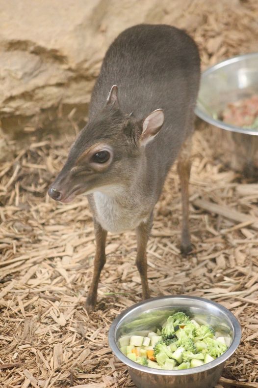 Blue Duiker | Chattanooga Zoo