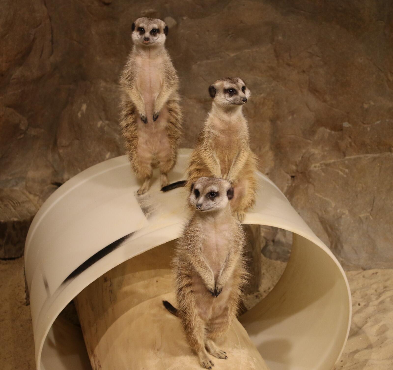 Meerkats | Chattanooga Zoo