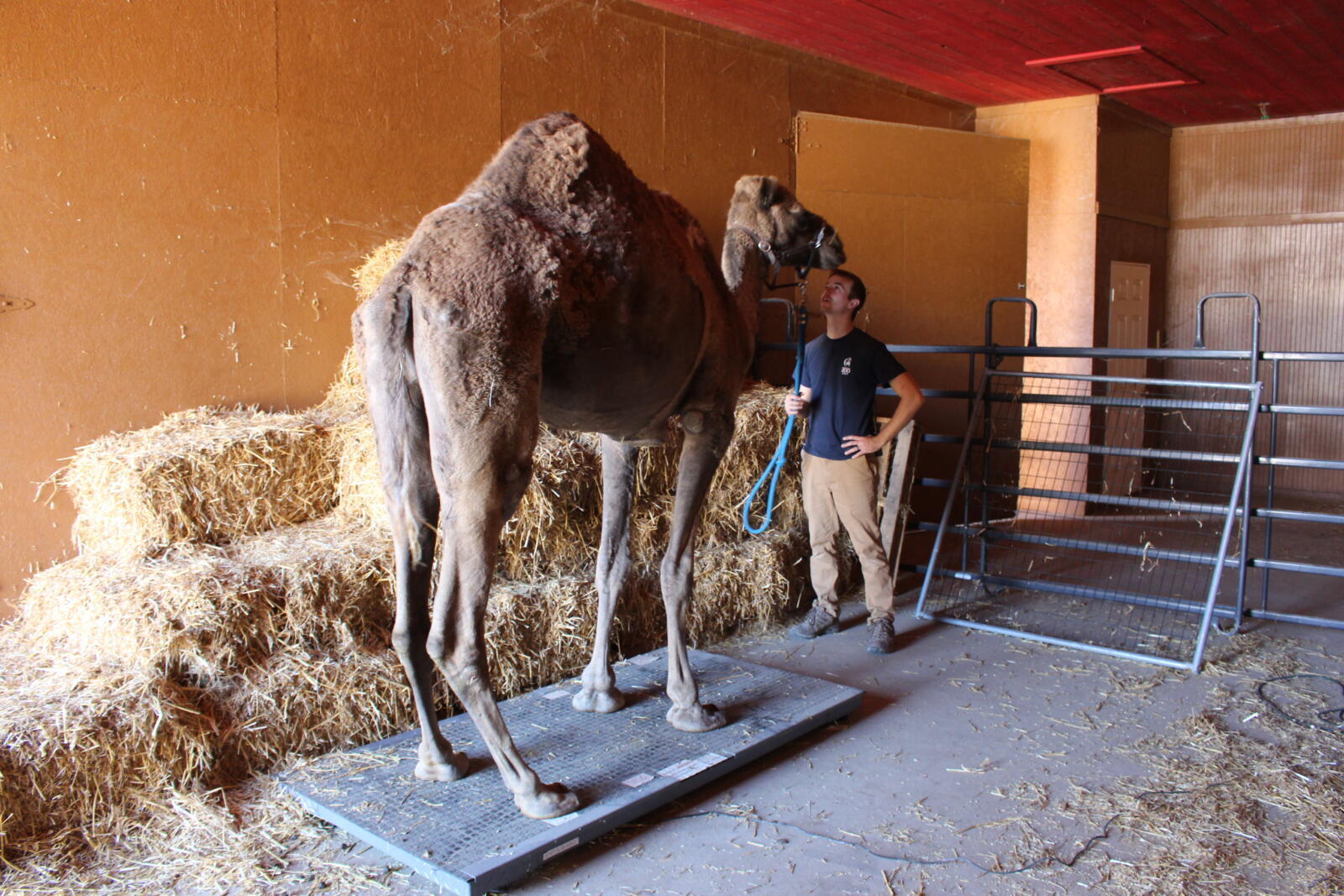 Dromedary Camel | Chattanooga Zoo