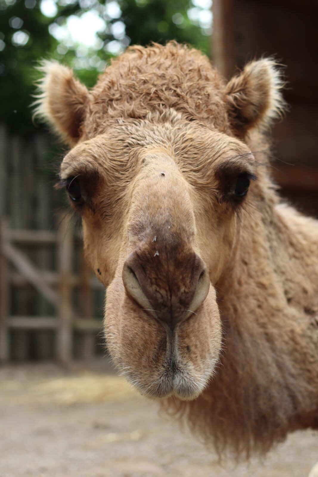 Dromedary Camel | Chattanooga Zoo