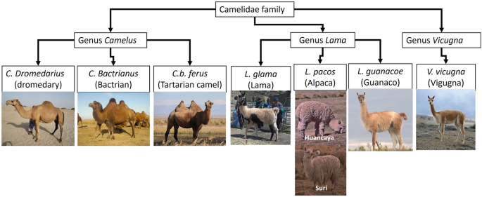 Camel Family Tree 14+ Thousand Camelid Royalty Free Images, Stock