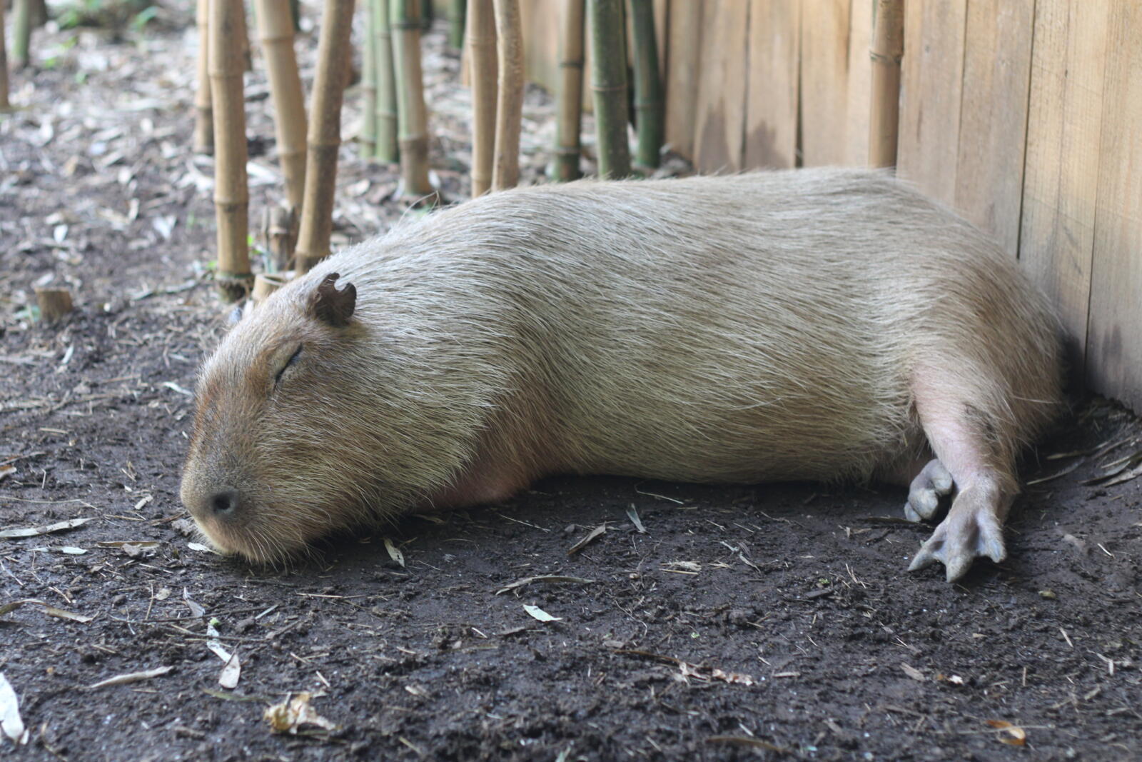 Capybara Teeth
