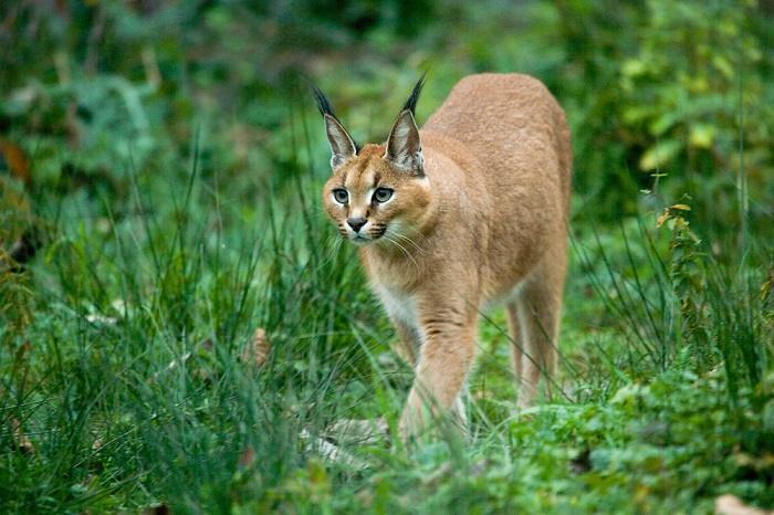 Caracal | Chattanooga Zoo