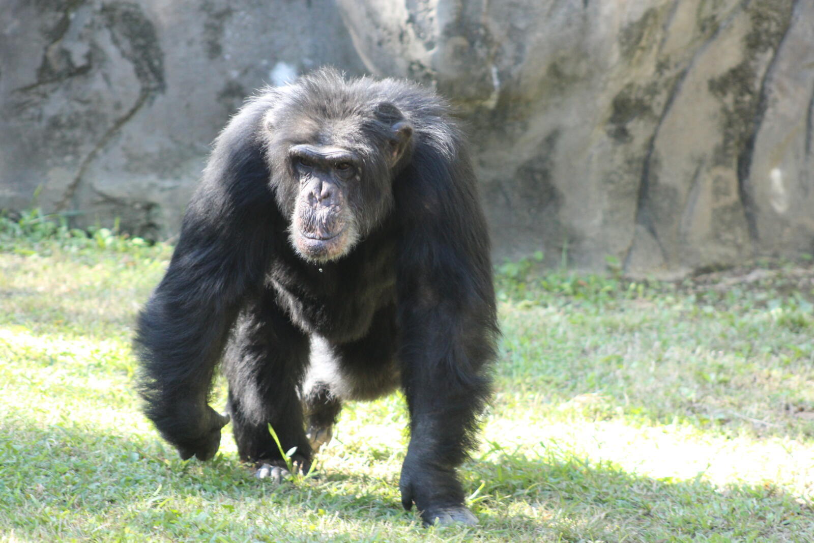 Chimpanzee | Chattanooga Zoo