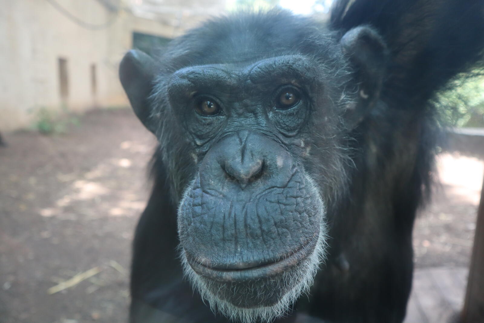 Chimpanzee | Chattanooga Zoo