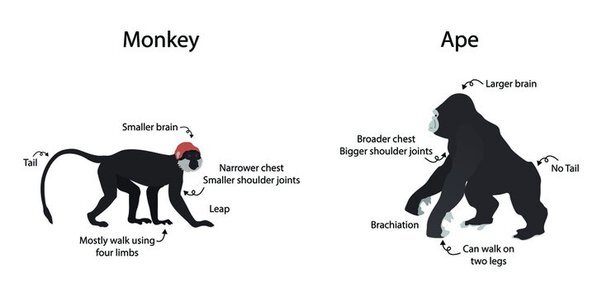 Chimpanzee | Chattanooga Zoo