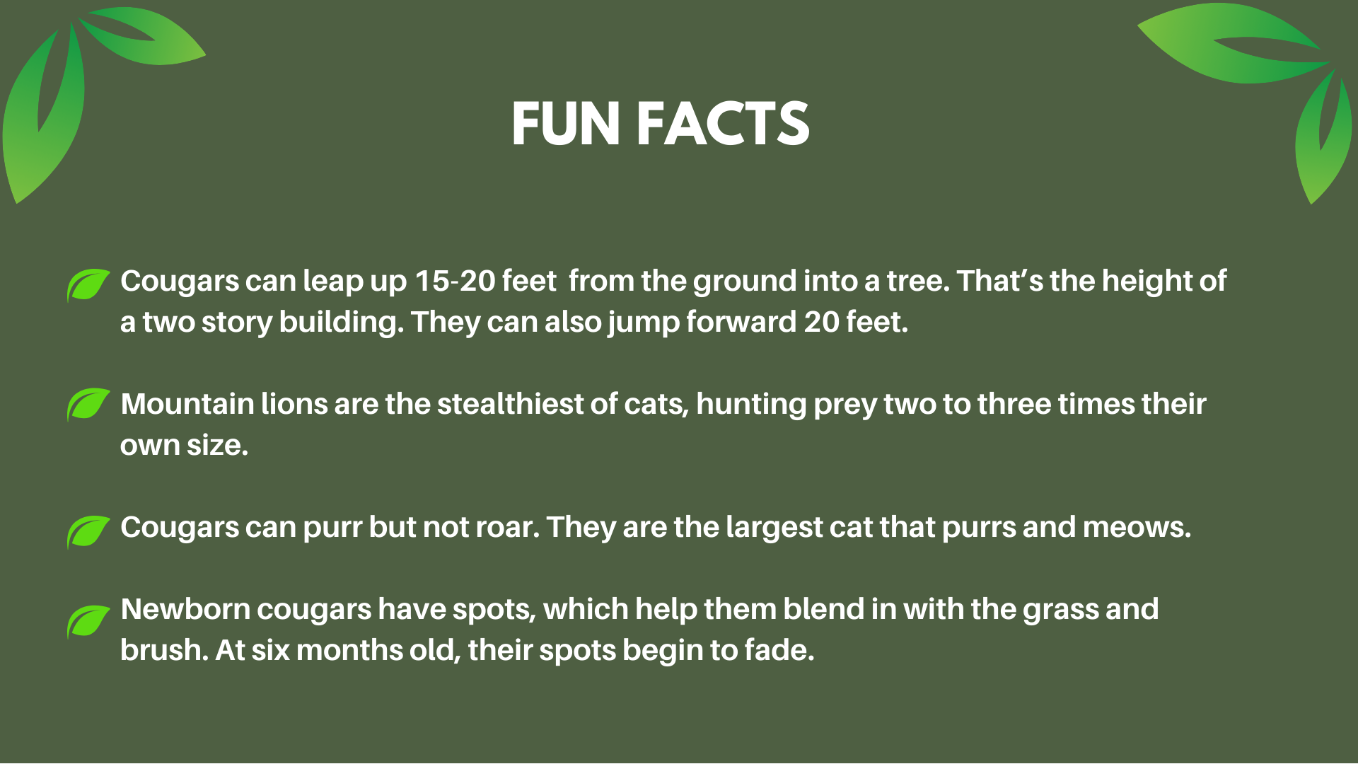 Cougar | Chattanooga Zoo