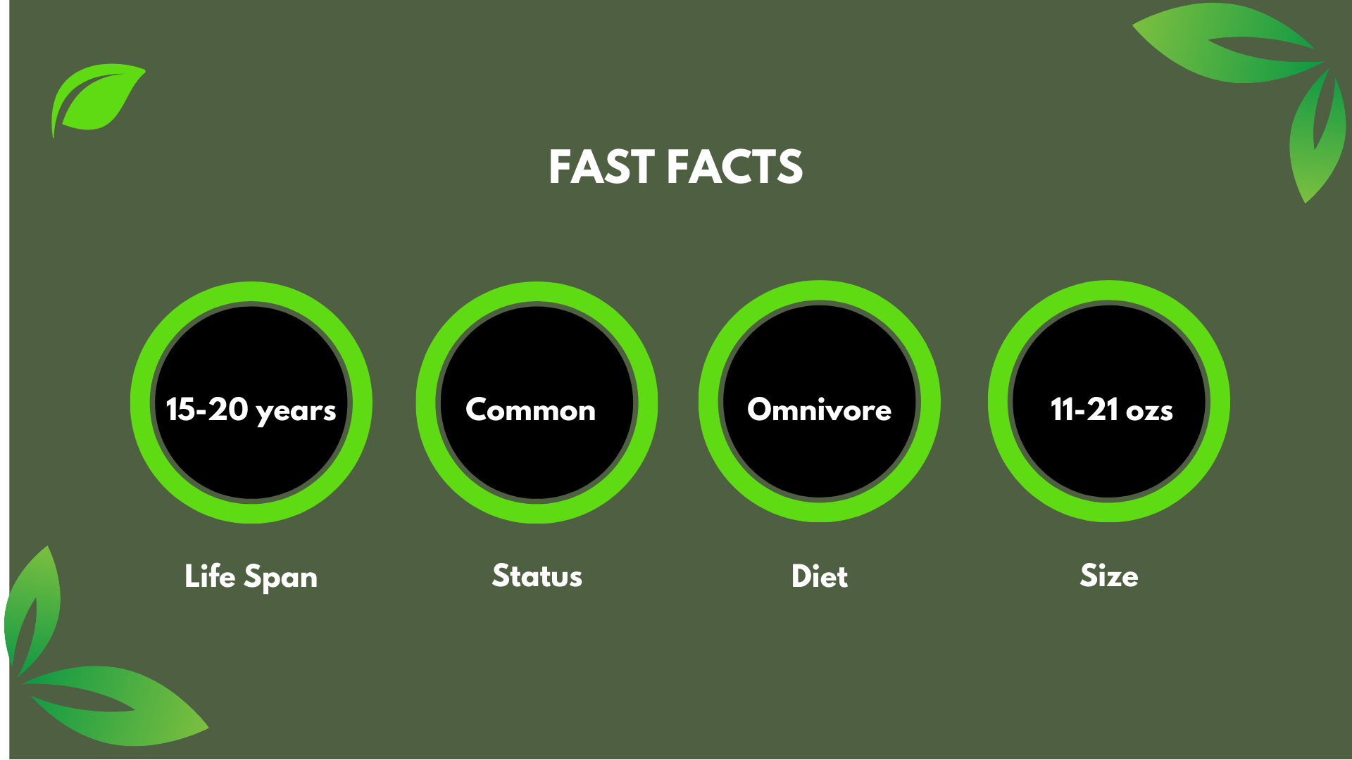 American Crow | Chattanooga Zoo