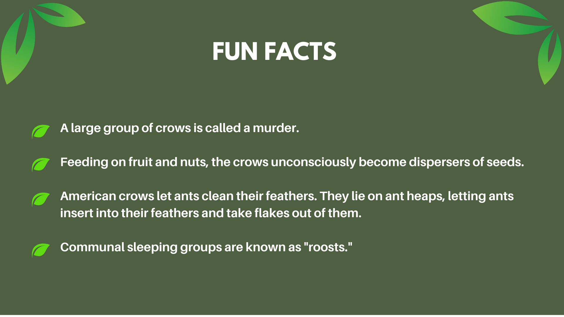 American Crow | Chattanooga Zoo