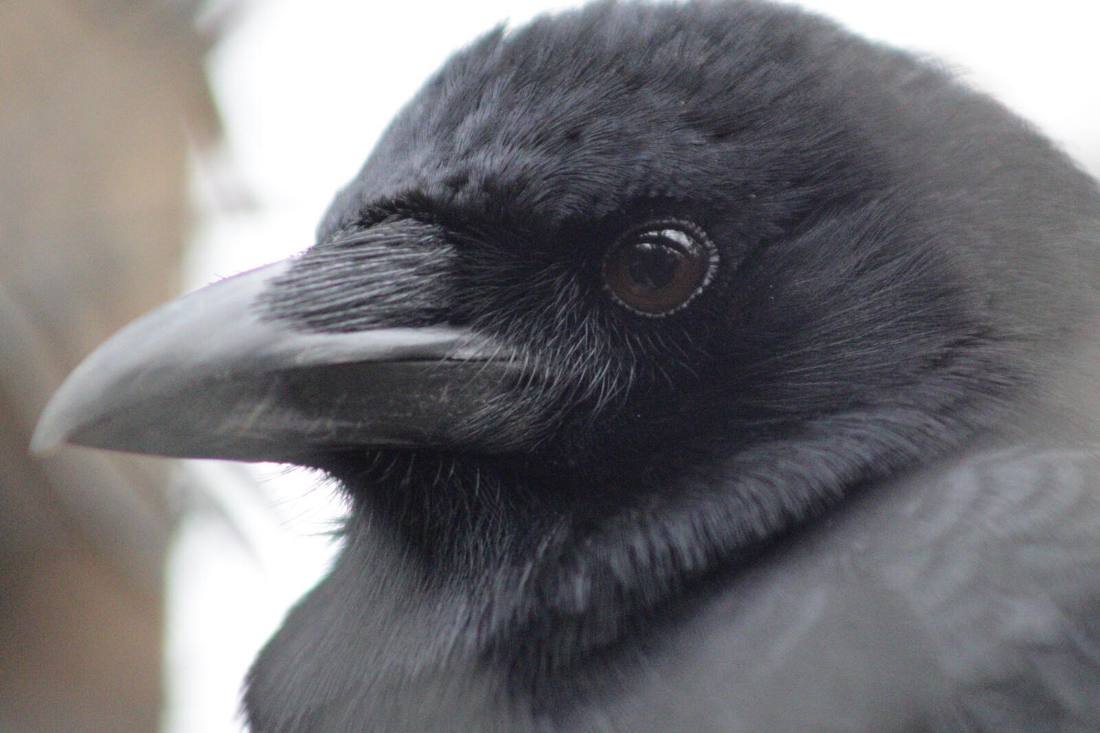 American Crow | Chattanooga Zoo