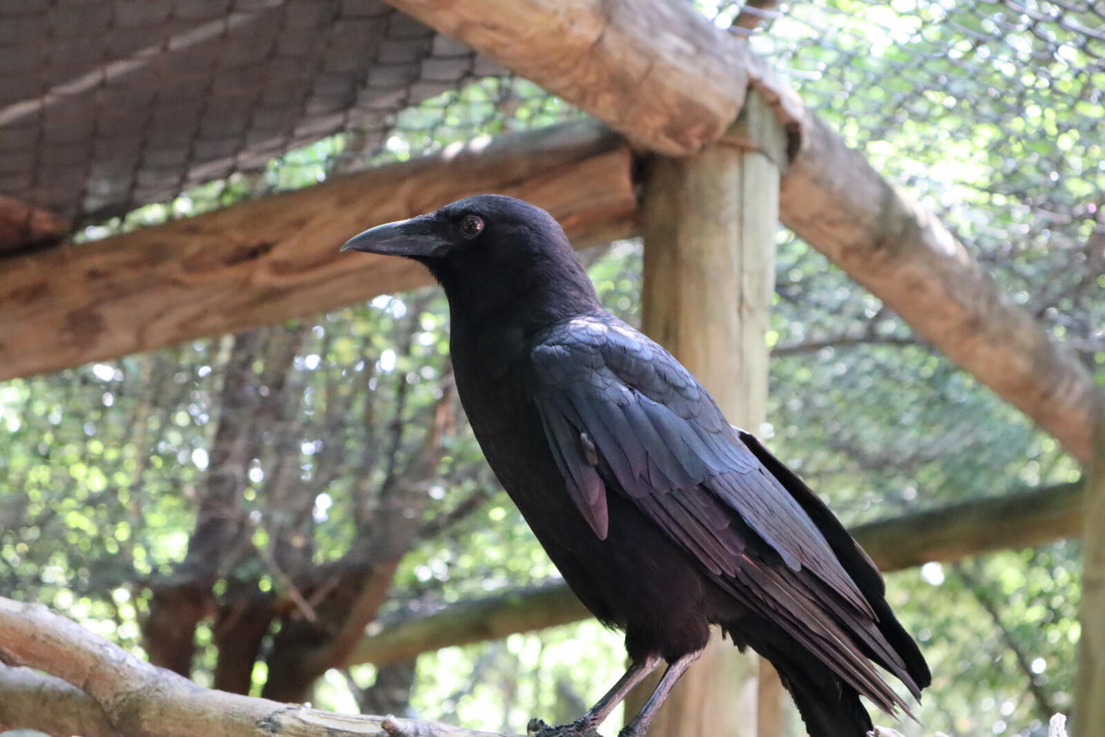 American Crow | Chattanooga Zoo