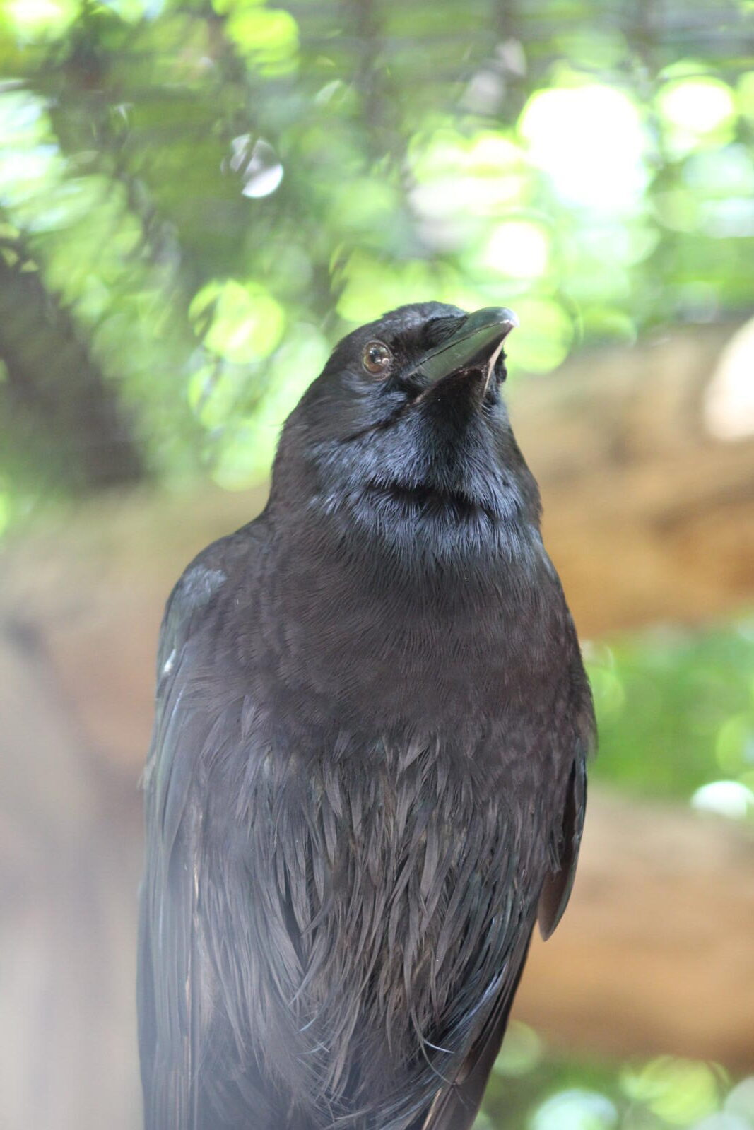 American Crow | Chattanooga Zoo