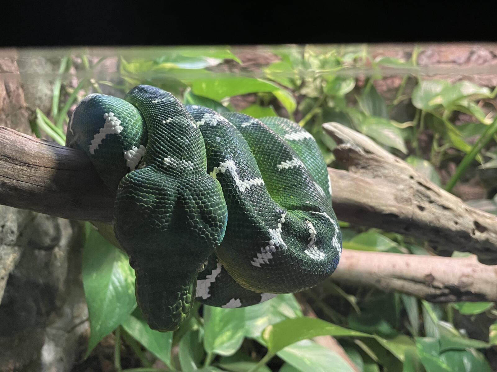 More Forests Animals | Chattanooga Zoo