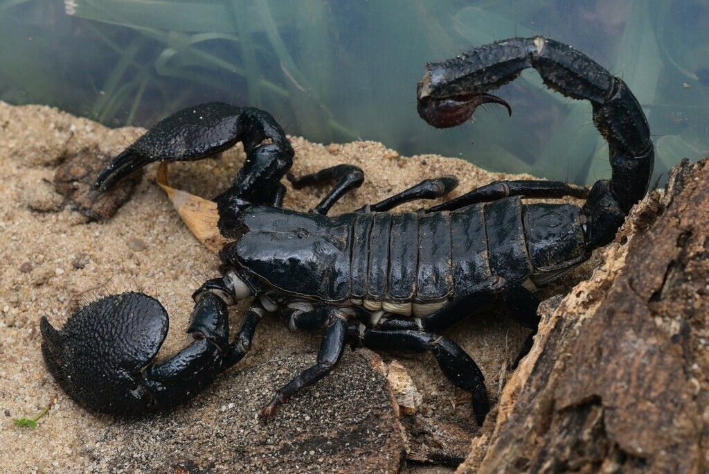 More Gombe Animals | Chattanooga Zoo