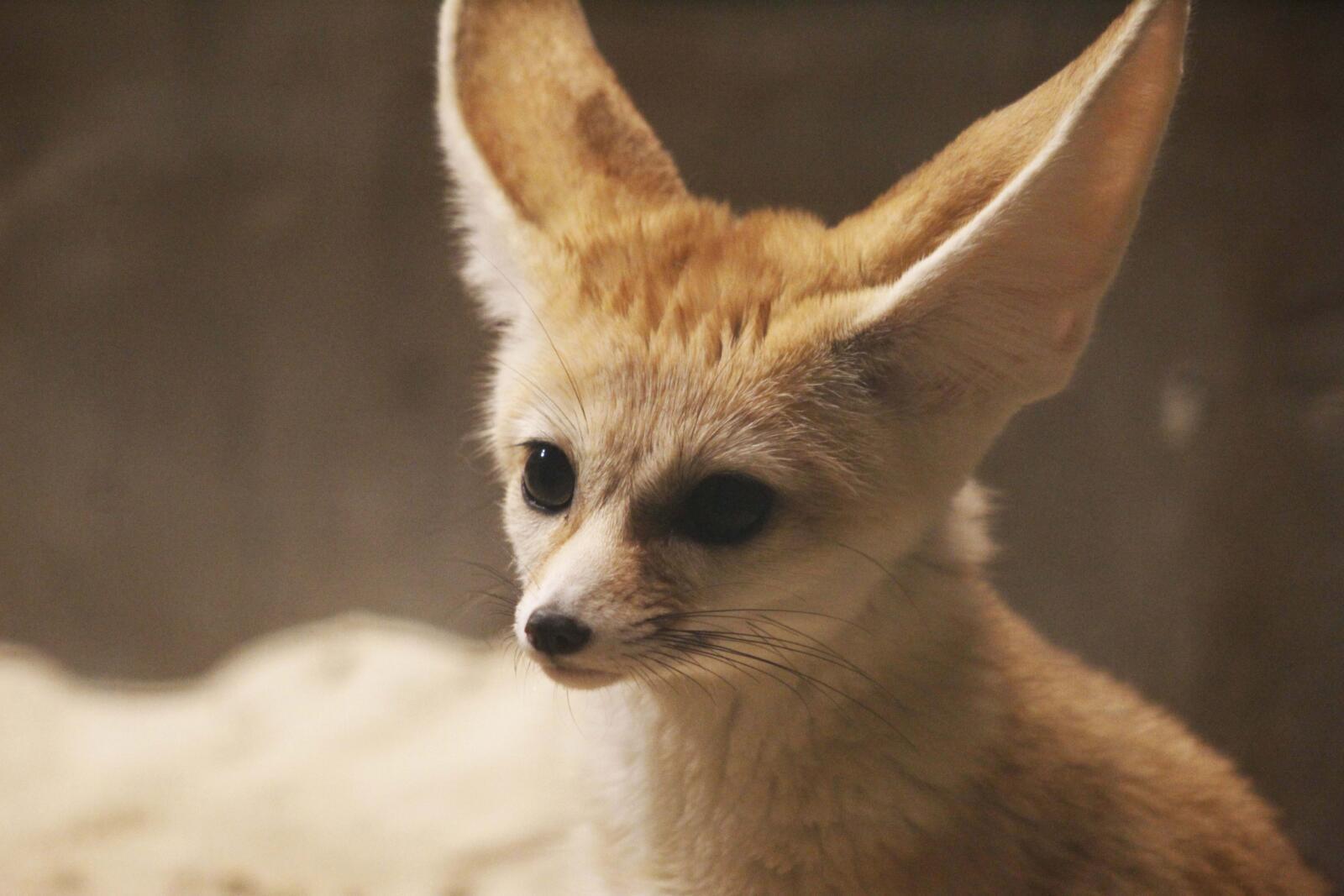 Blog | Chattanooga Zoo