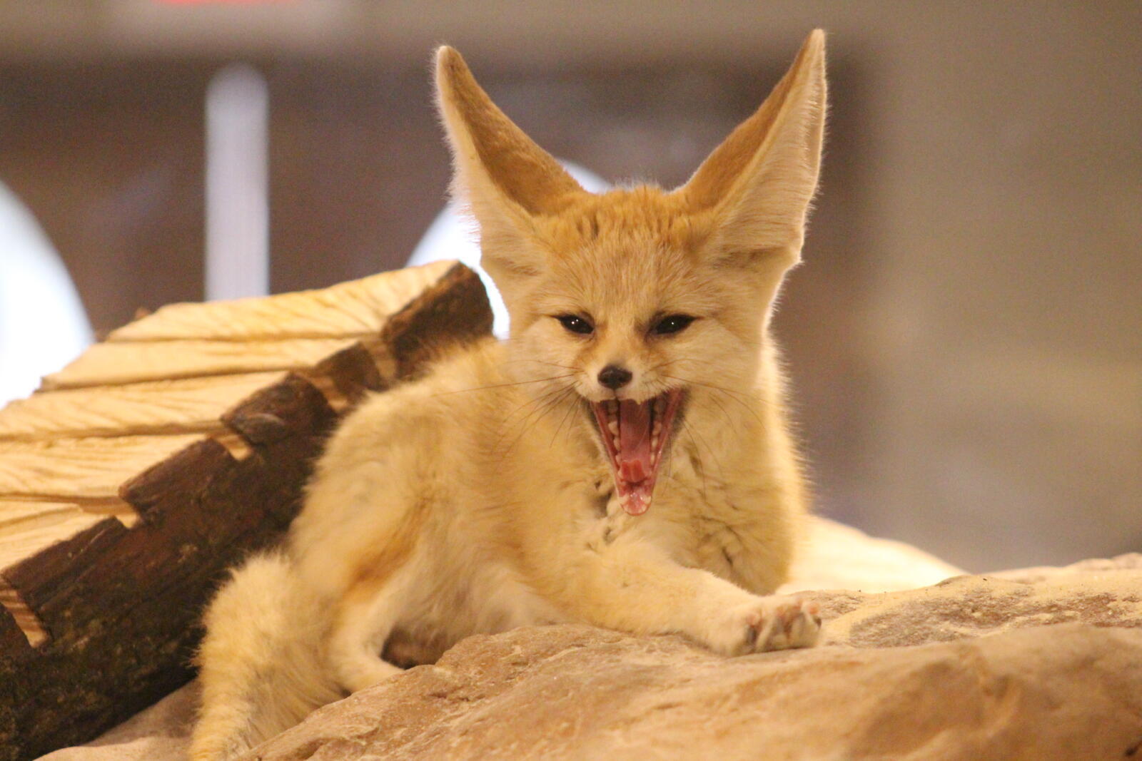 Fennec Fox | Chattanooga Zoo