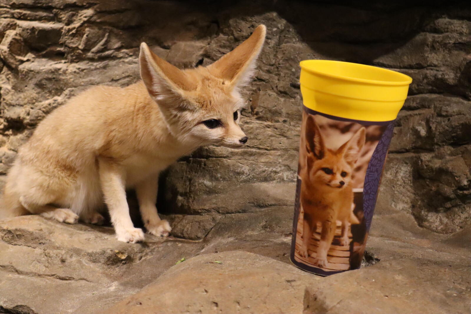 Fennec Fox | Chattanooga Zoo