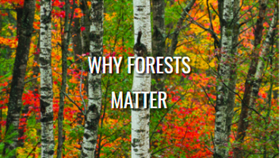 More Forests Animals | Chattanooga Zoo