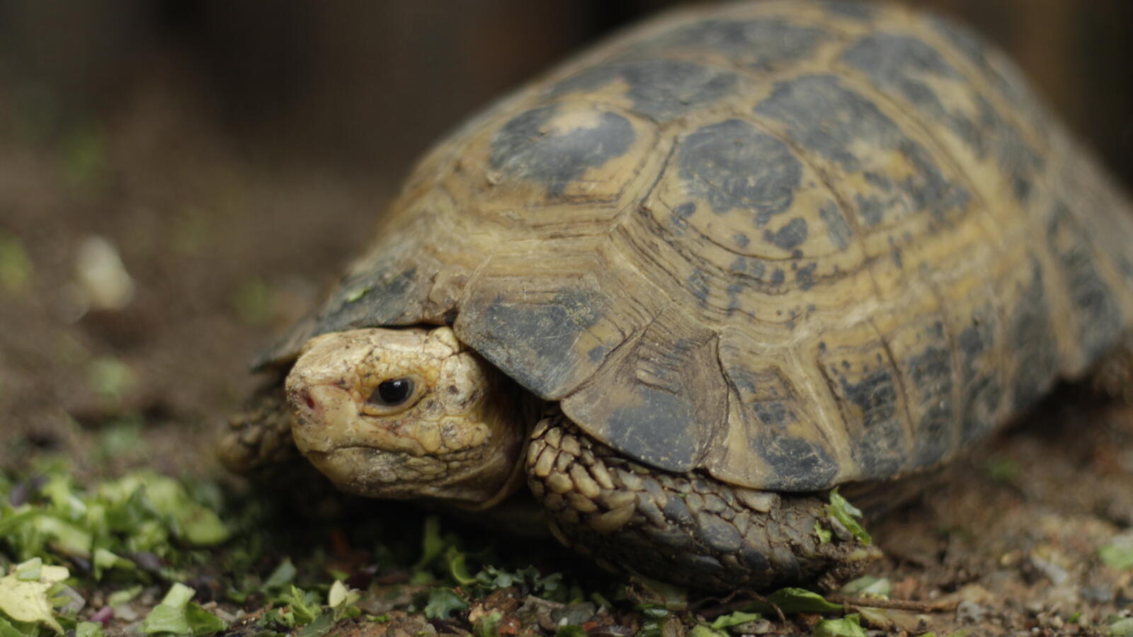 More Asian Animals | Chattanooga Zoo