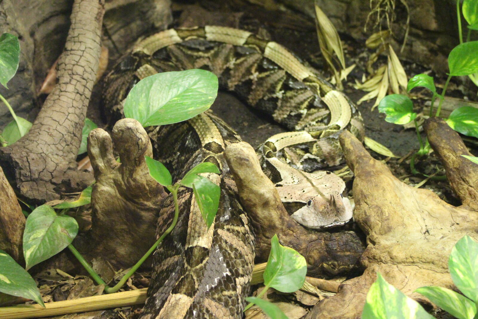 More Forests Animals | Chattanooga Zoo