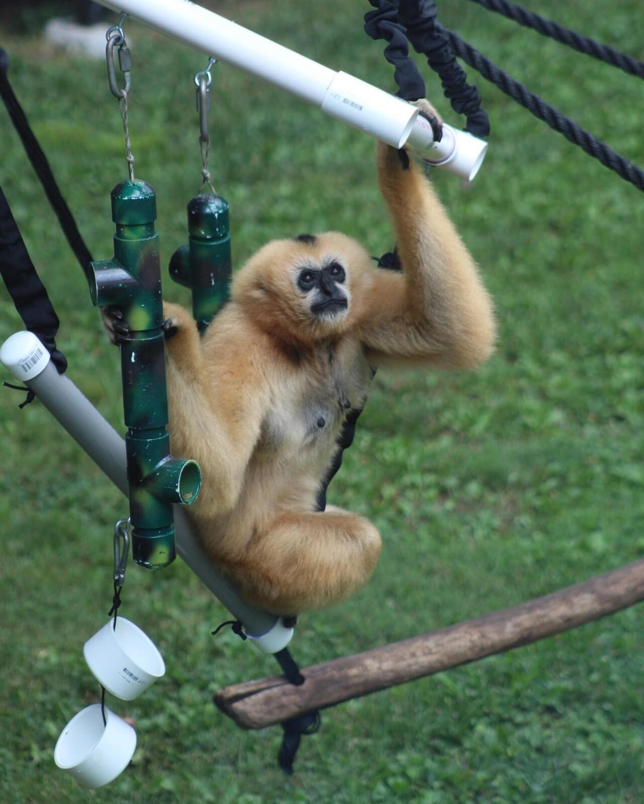 White-Cheeked Gibbon | Chattanooga Zoo