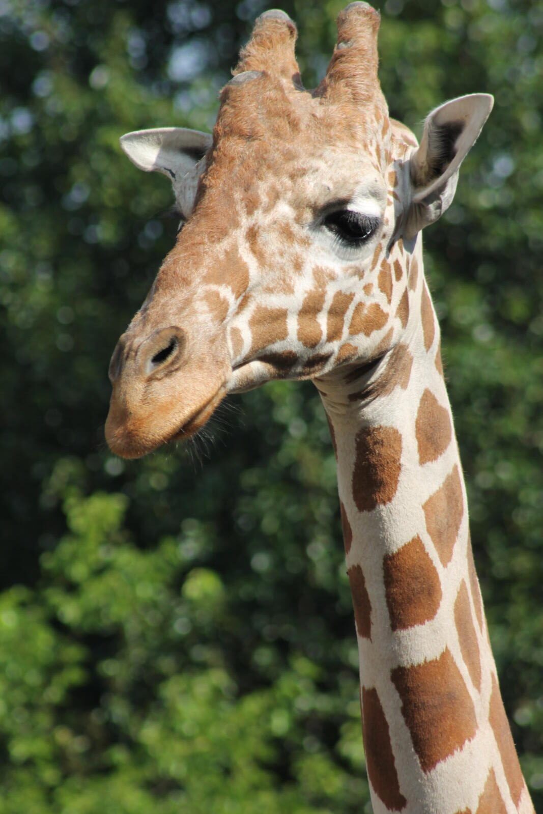 Reticulated Giraffe | Chattanooga Zoo
