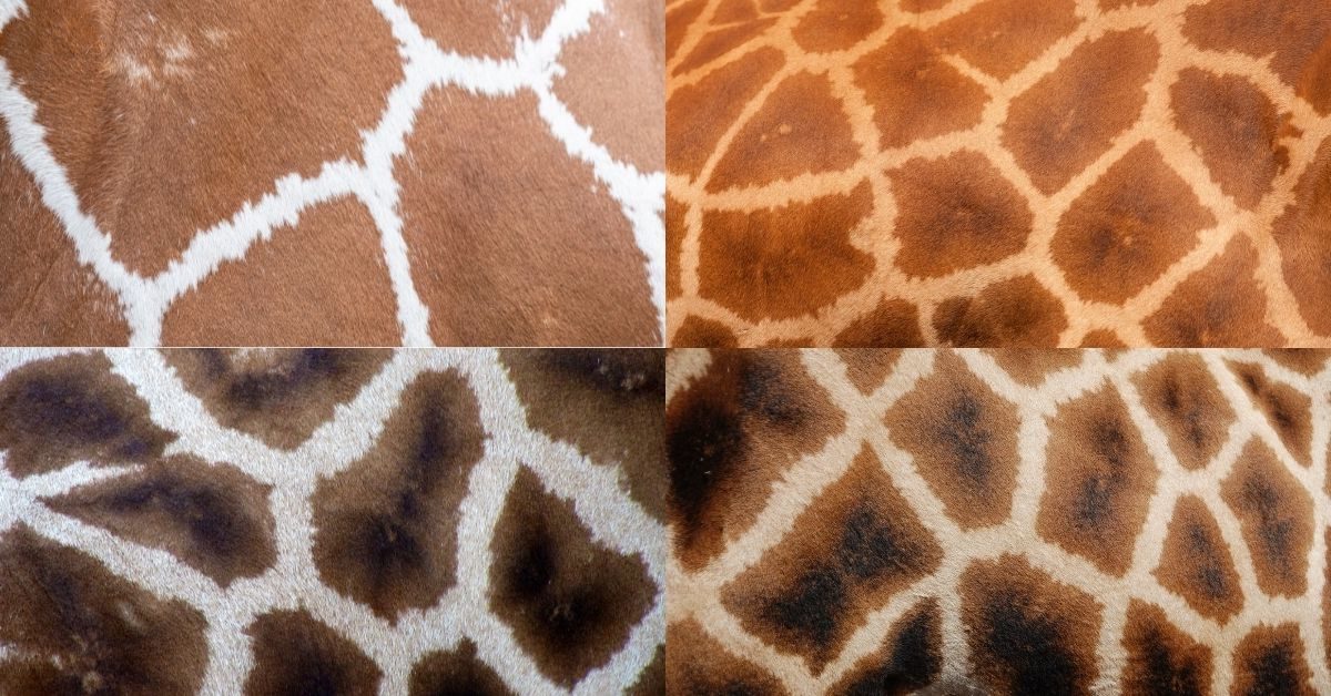 Reticulated Giraffe | Chattanooga Zoo