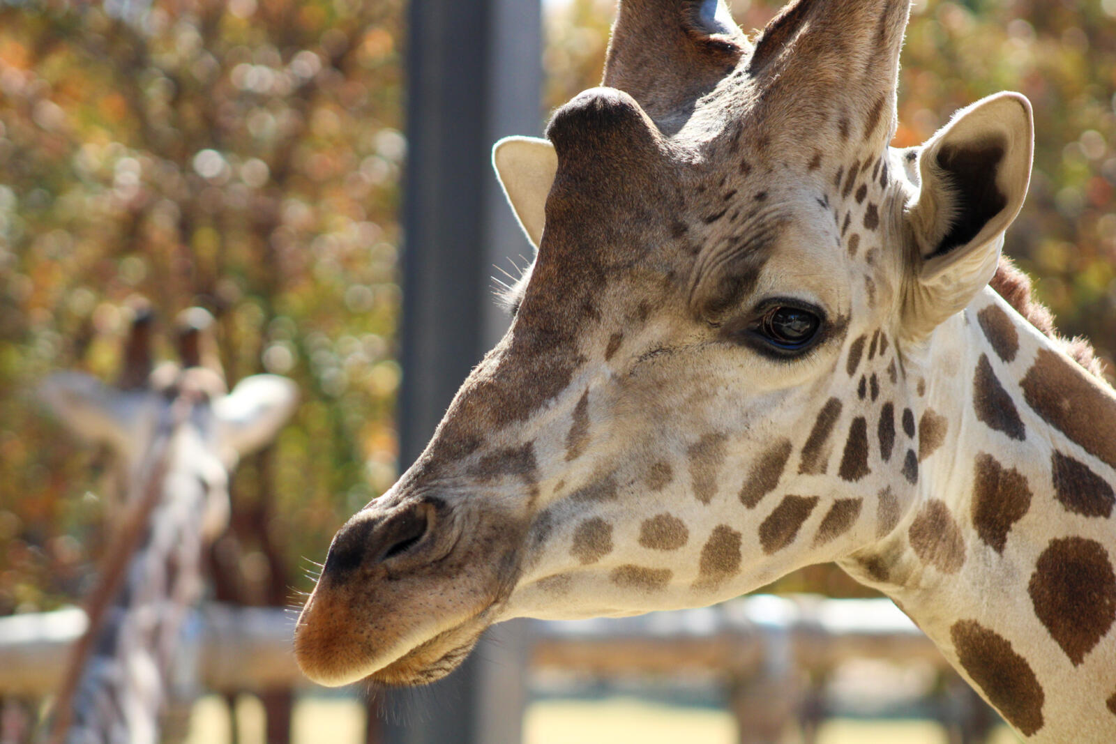 Reticulated Giraffe | Chattanooga Zoo