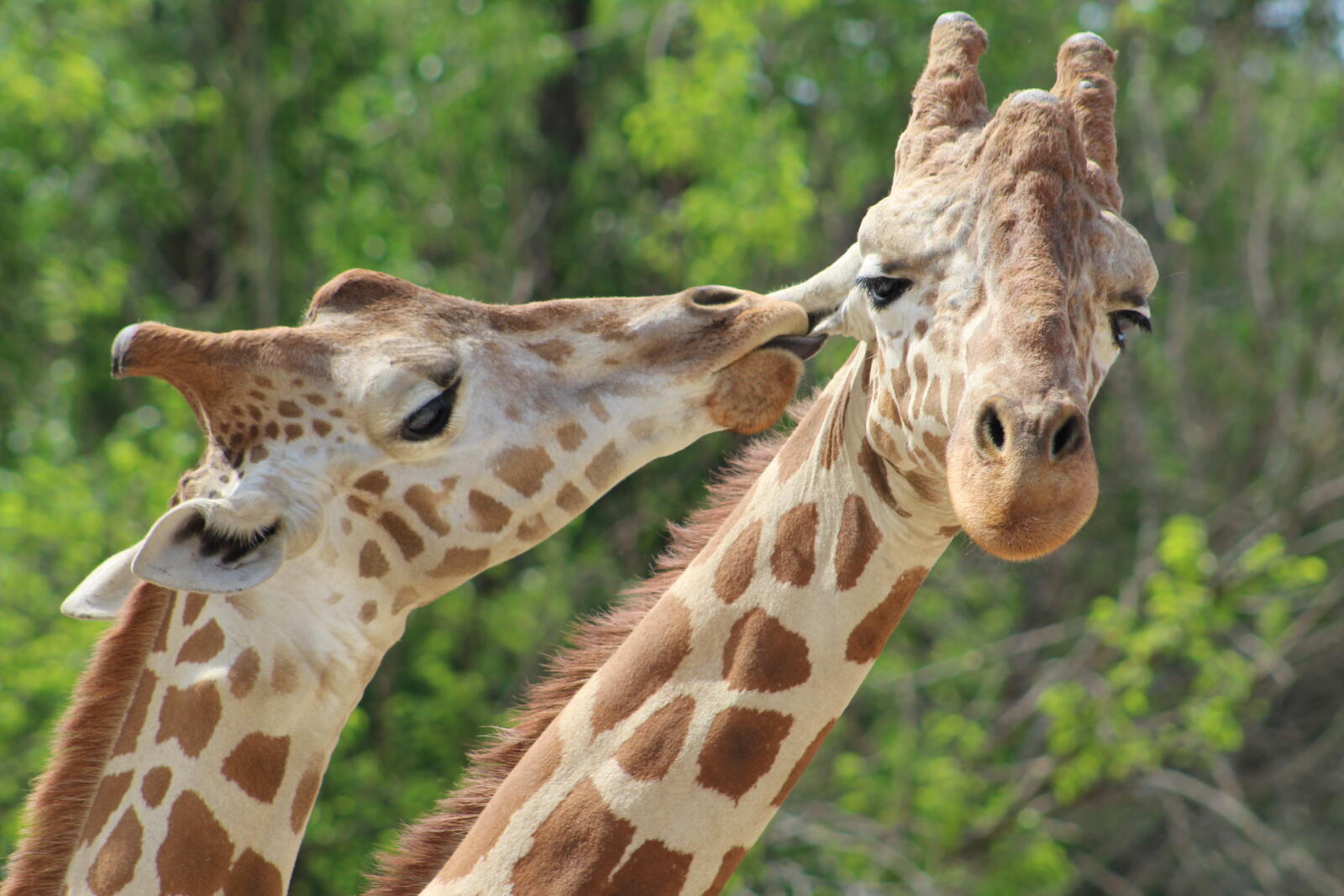 Reticulated Giraffe | Chattanooga Zoo