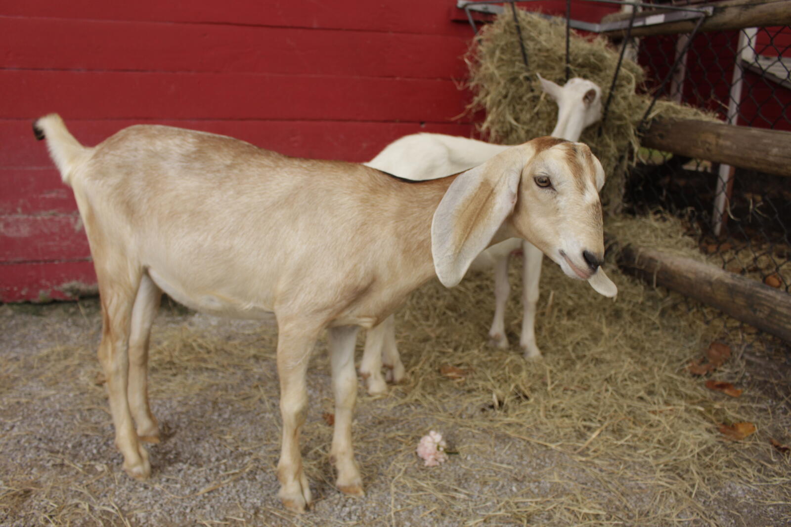 Domestic Goat | Chattanooga Zoo
