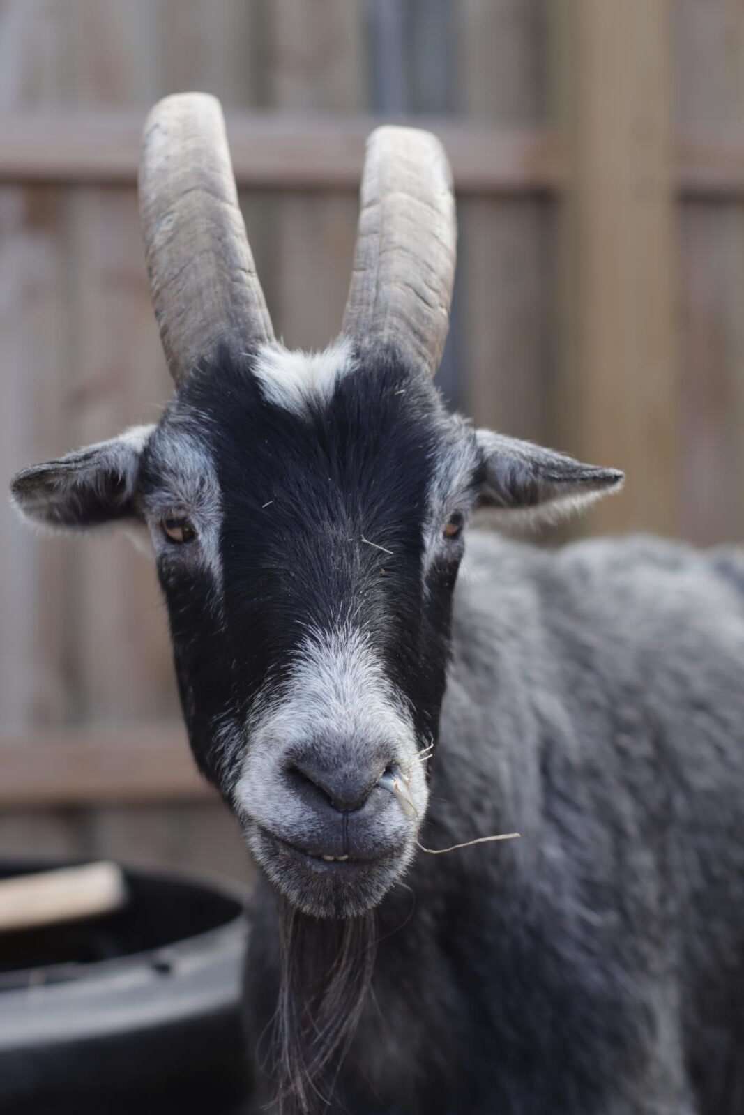 Domestic Goat | Chattanooga Zoo