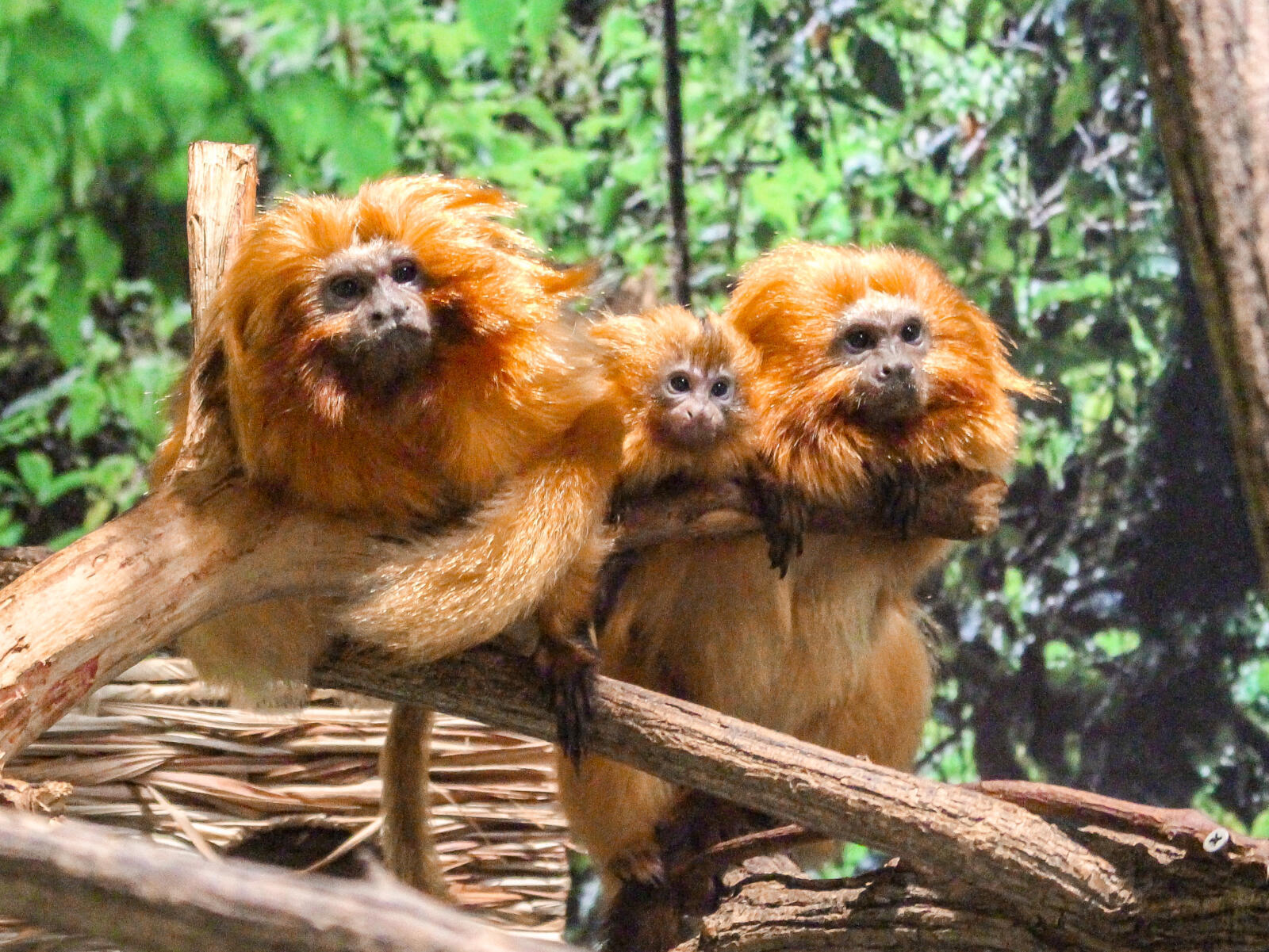 Tamarins | Chattanooga Zoo
