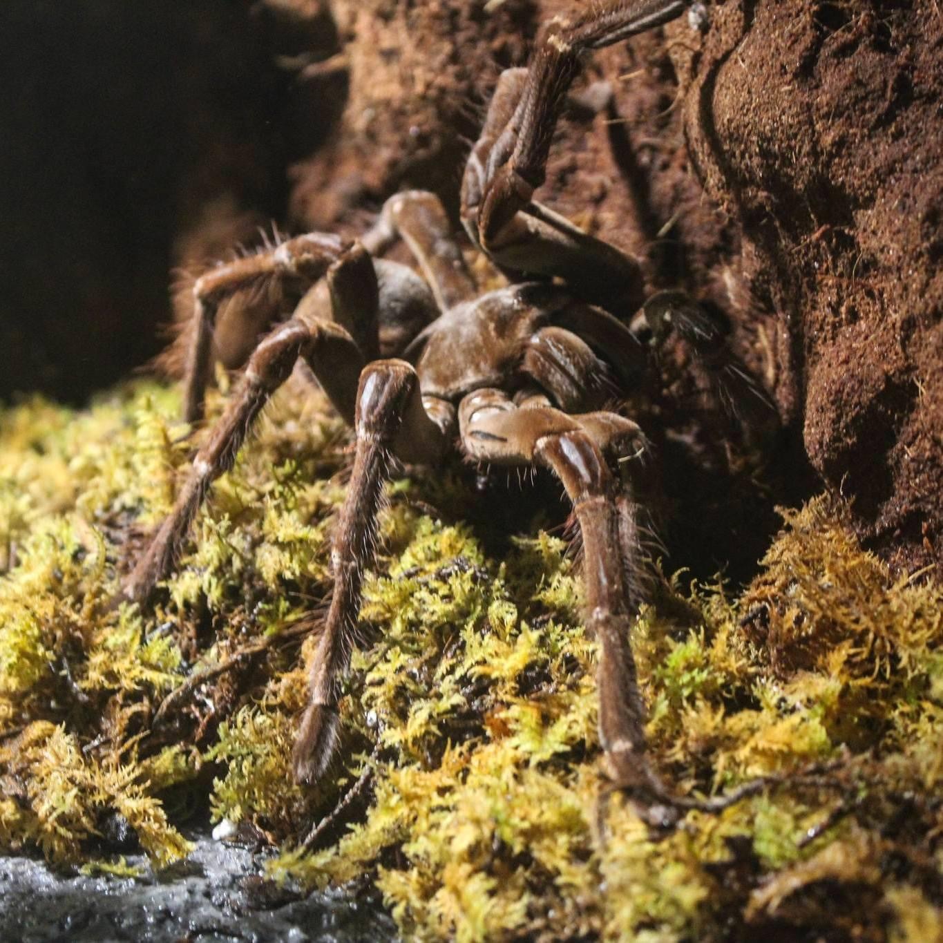 More Corcovado Jungle Animals | Chattanooga Zoo