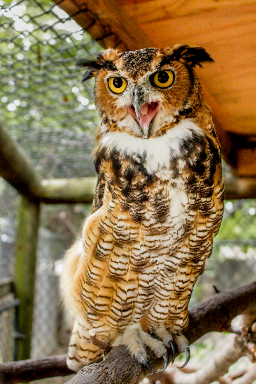 Great Horned Owl Ears
